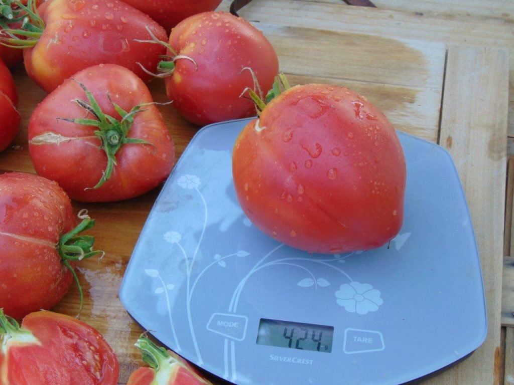 Seminte de rosii soiul Rosii de Cluj,rosii inima de bou