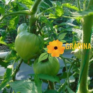 Seminte de rosii soiul Inimi de Hida, rosii inima de bou