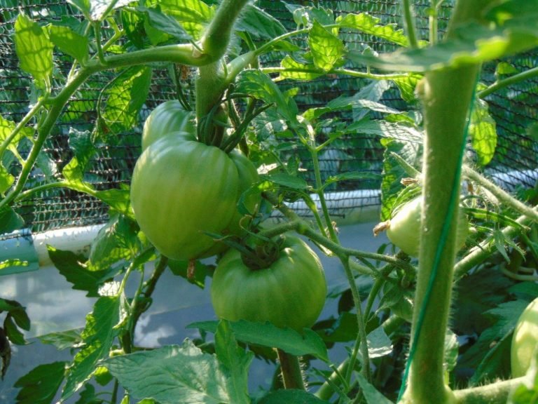 Seminte de rosii soiul Inimi de Hida, rosii inima de bou