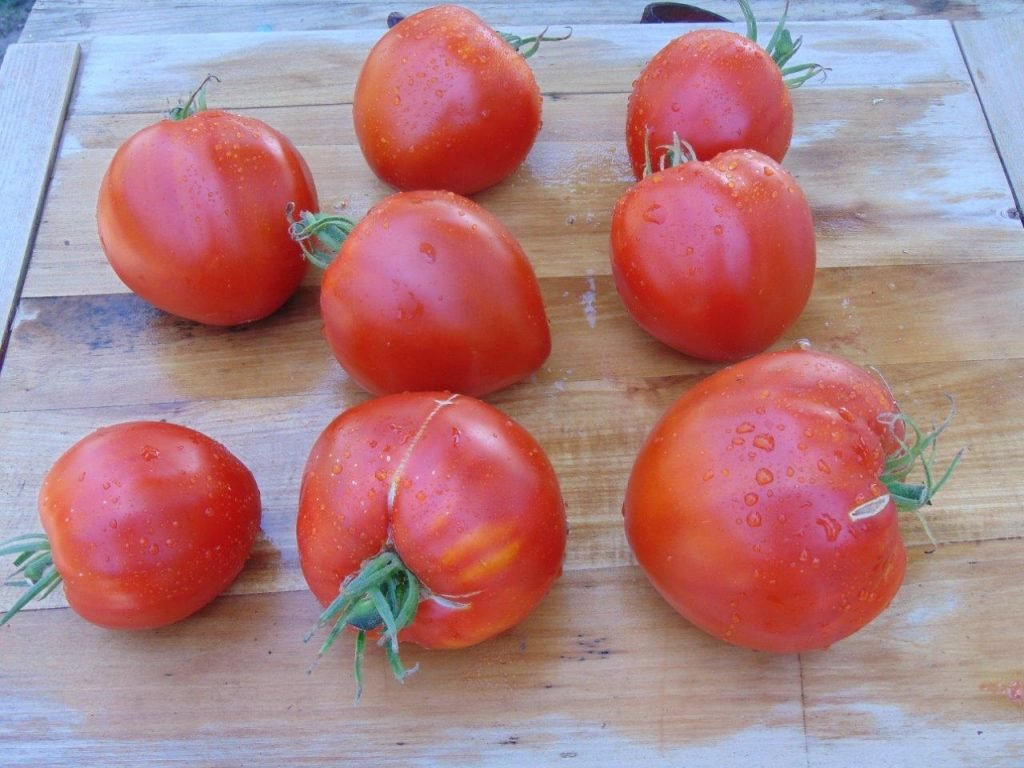 Seminte de rosii soiul Inimi de Hida, rosii inima de bou