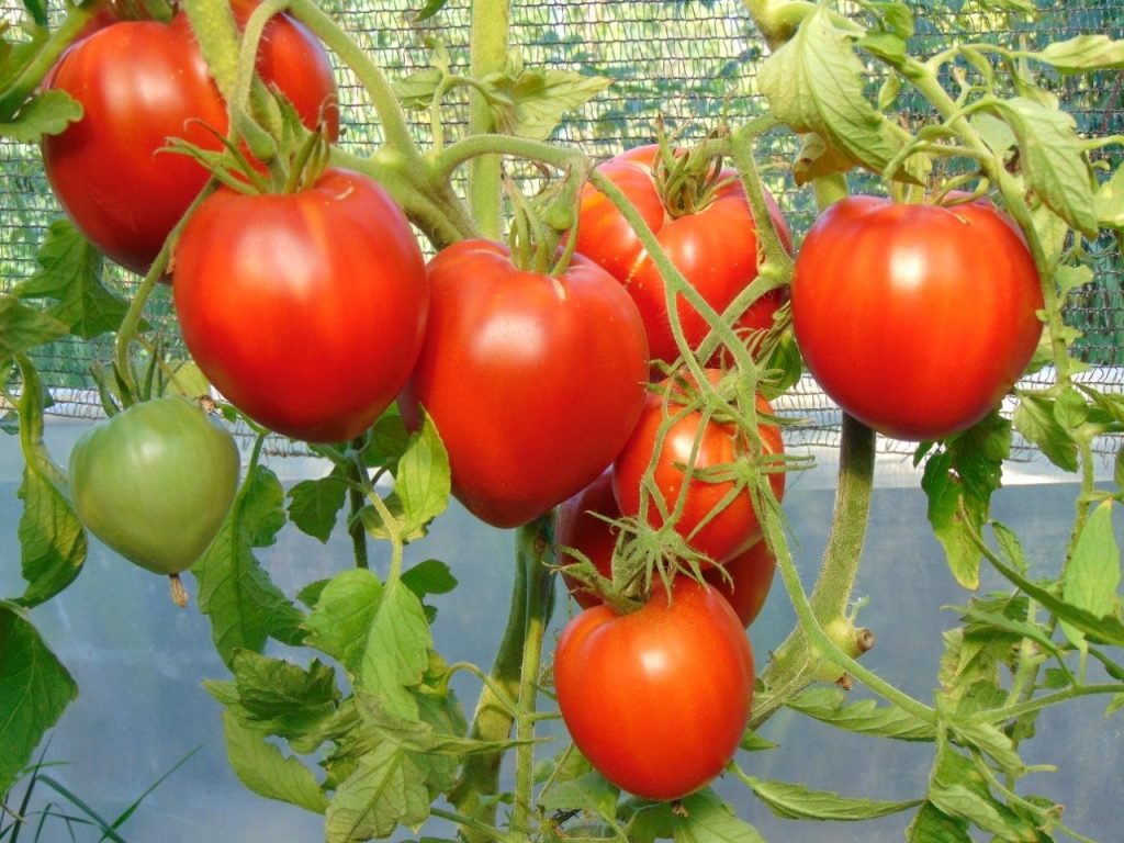 Seminte de rosii soiul Inimi de Hida, rosii inima de bou