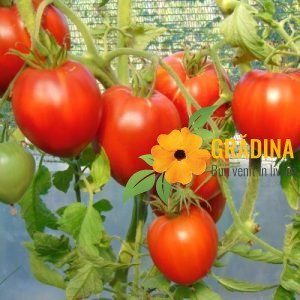 Seminte de rosii soiul Inimi de Hida, rosii inima de bou