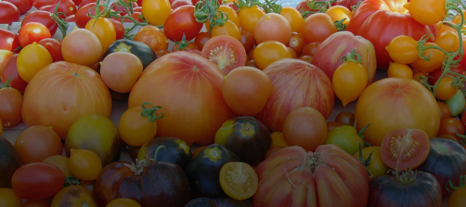 Semințe de Rosii Romanesti Ieftine - Peste 330 de Soiuri de Rosii