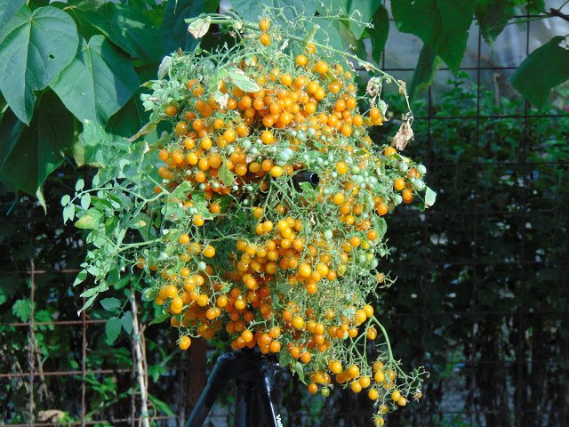 Soiuri de rosii multiflora, rosii cherry