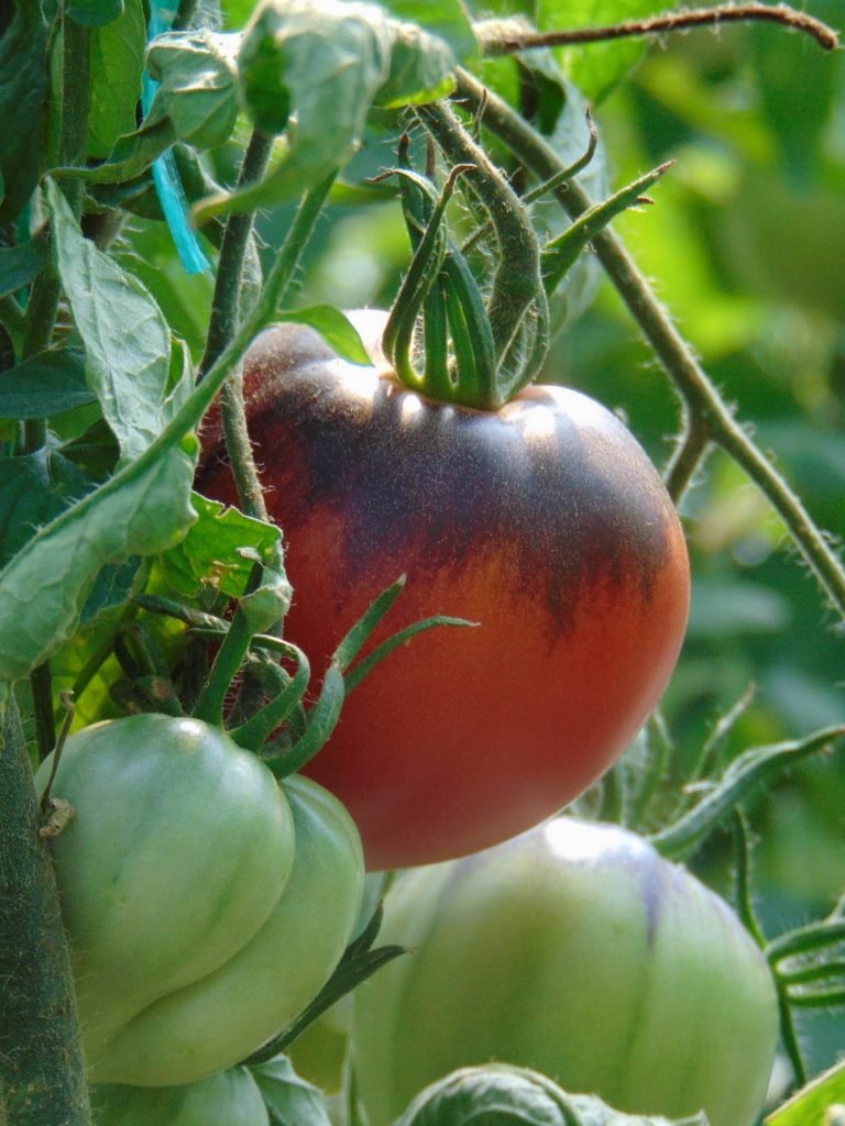 soiuri inima de bou, soiuri de rosii traditionale