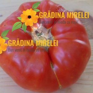 Roșii de Letea - Grădina Mirelei