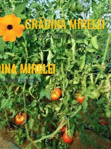 Inimă Schit Sărăcsău - Grădina Mirelei